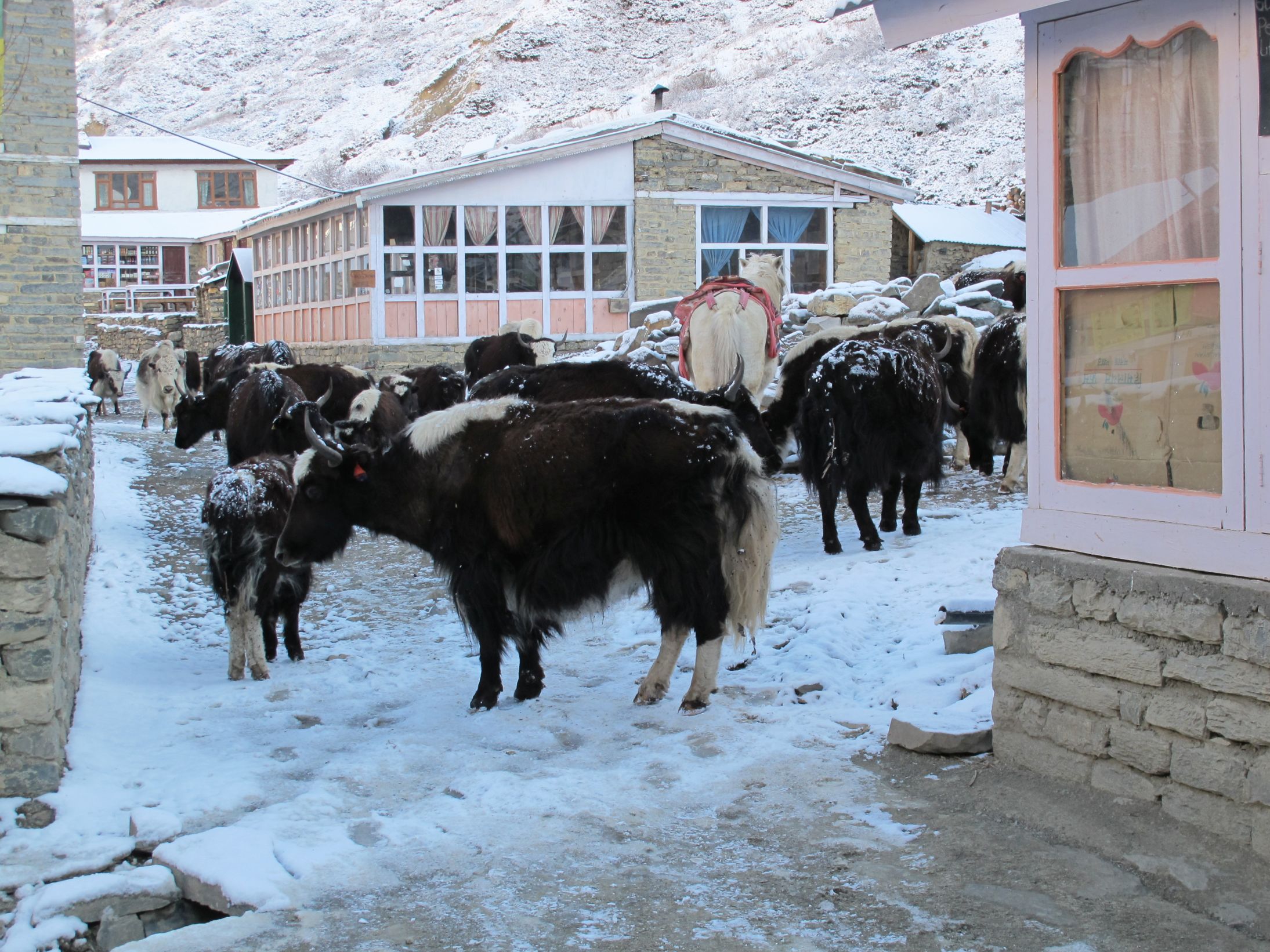 Nepal, Day 11: Up (570m), Down (90m), Distance (quite some) | Travelhector